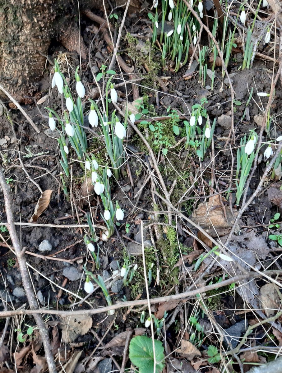 Solve The first snowdrops at Mauldslie Woods jigsaw puzzle online with ...