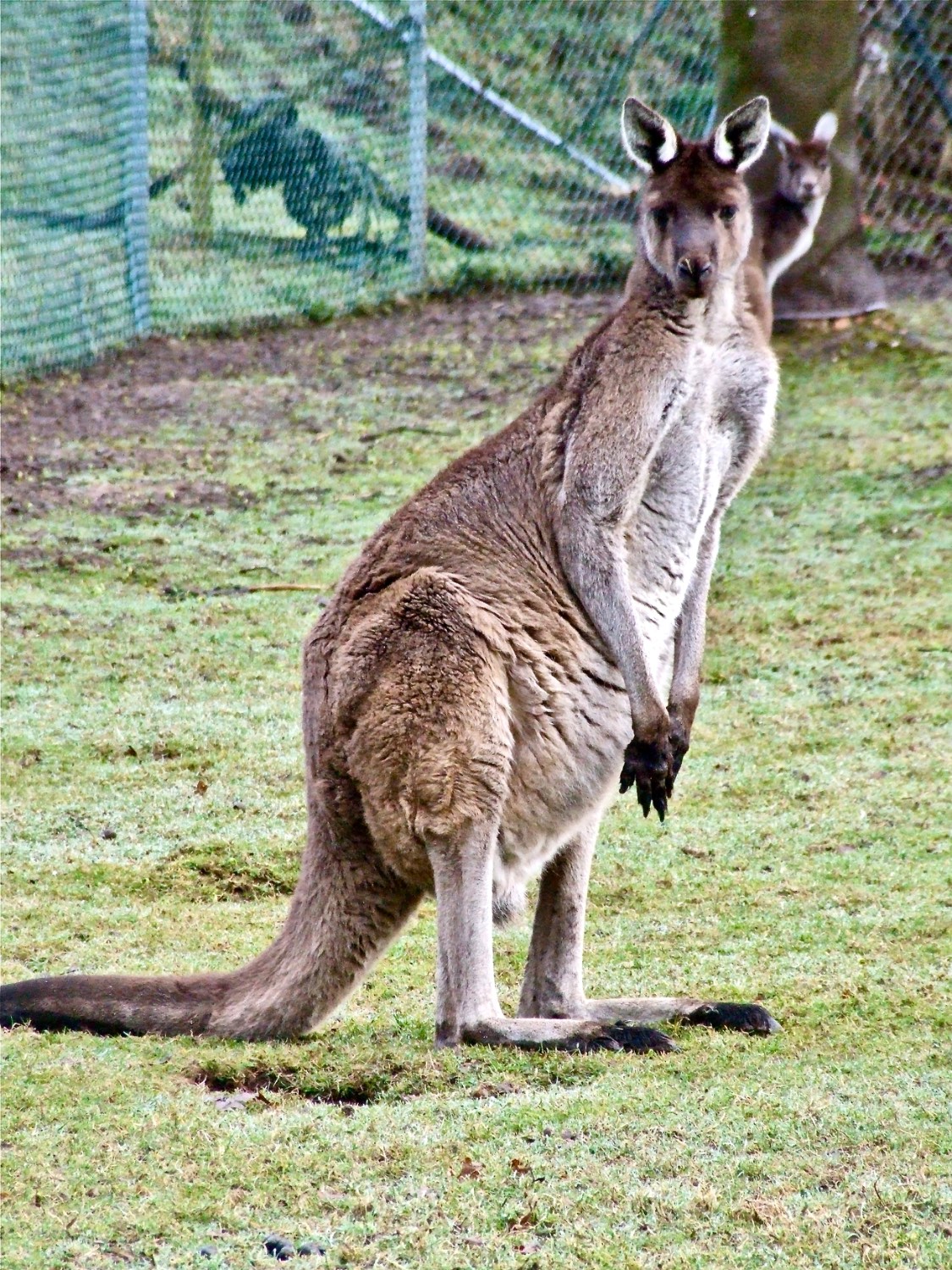 Jigsaw Puzzle | 88 pieces | Grey Kangaroo | Jigidi