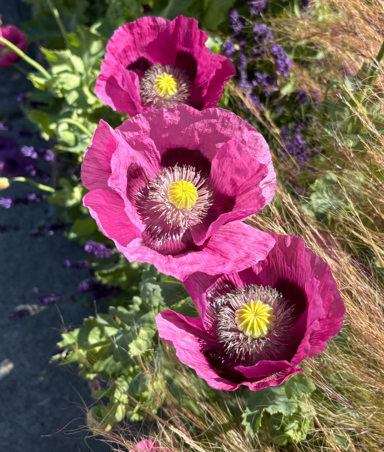 Solve Purple poppies jigsaw puzzle online with 120 pieces