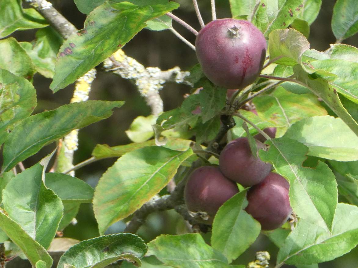 Solve Series flowers in gardens.... a big tree full of figs jigsaw ...