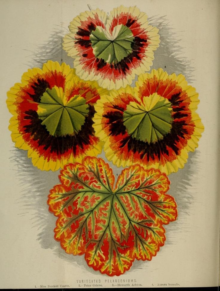 Solve Tri Colour Geranium Leaves jigsaw puzzle online with 108 pieces