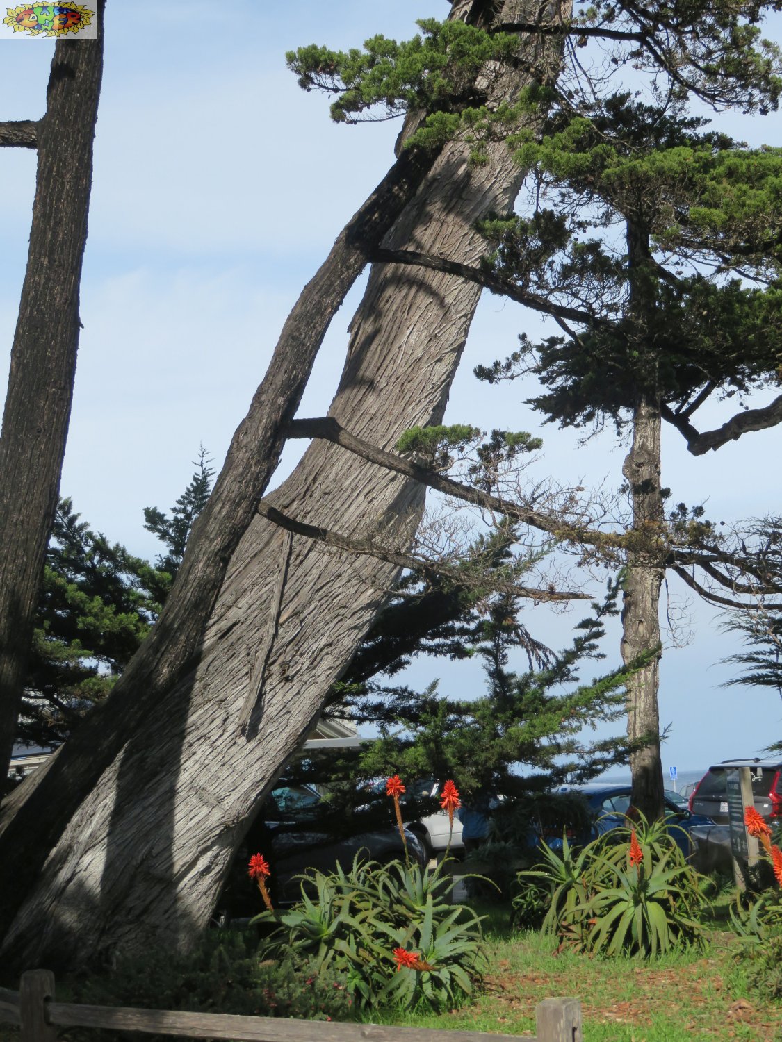 Solve Have you ever seen a tree bark? jigsaw puzzle online with 88 pieces