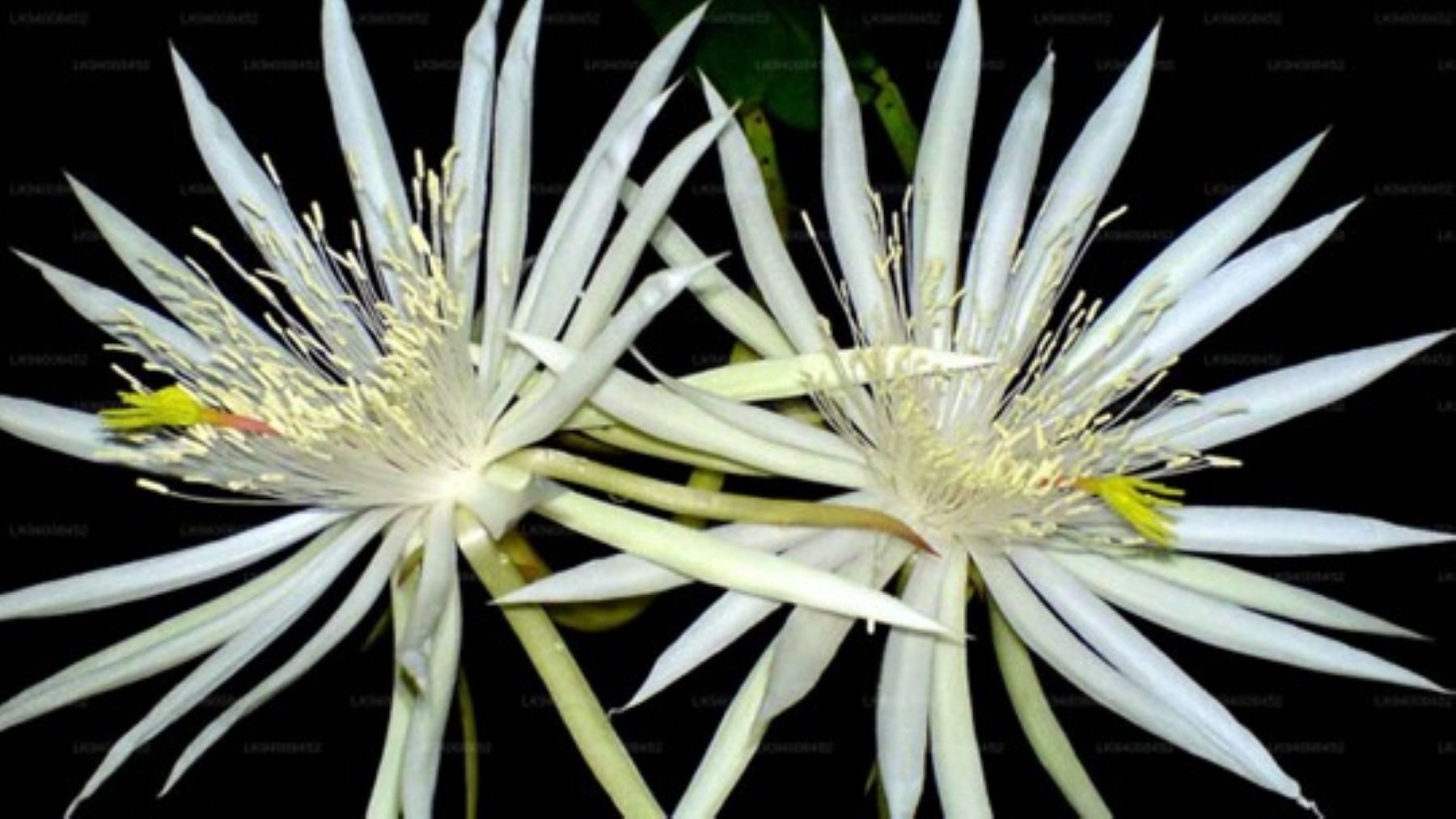 Solve Kadupul Flowers (Epiphyllum oxypetalum) jigsaw puzzle online with ...