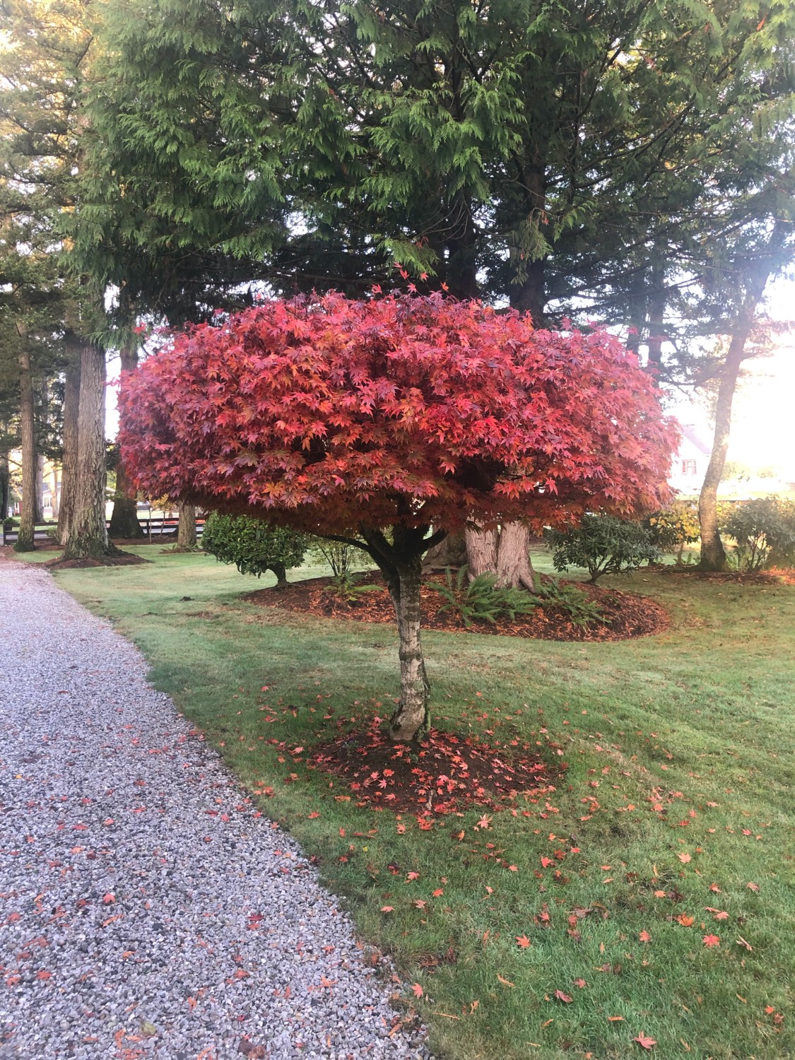 Solve Missing fall color jigsaw puzzle online with 88 pieces