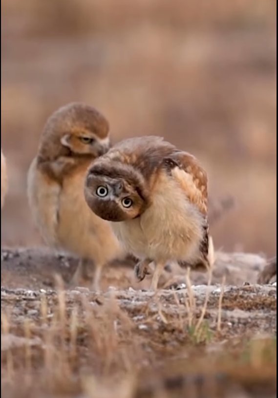 Solve howdy owl jigsaw puzzle online with 15 pieces