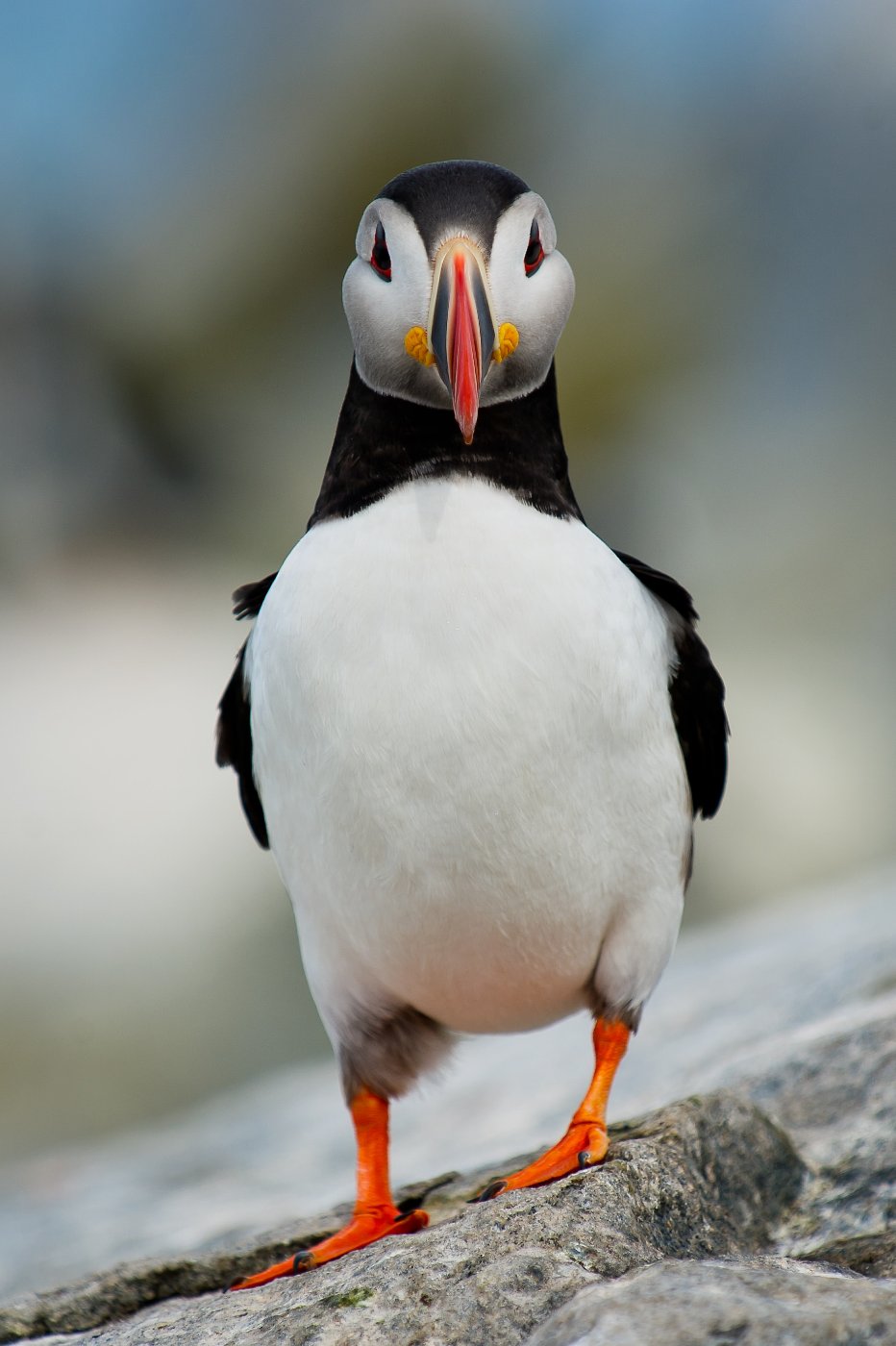 Puzzle | 35 piezas | An Atlantic Puffin stands tall and stares straight ...