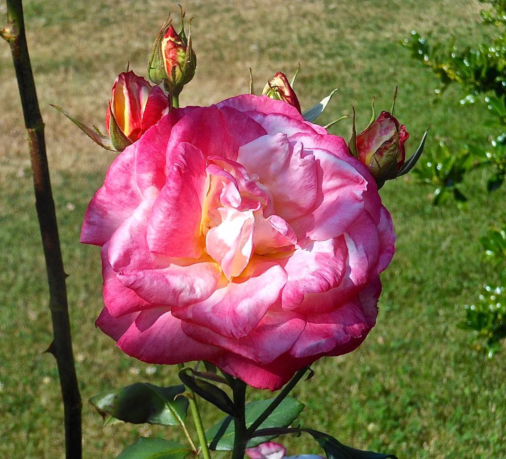 Solve As promised, a rose for allant...Thank you for remembering ...