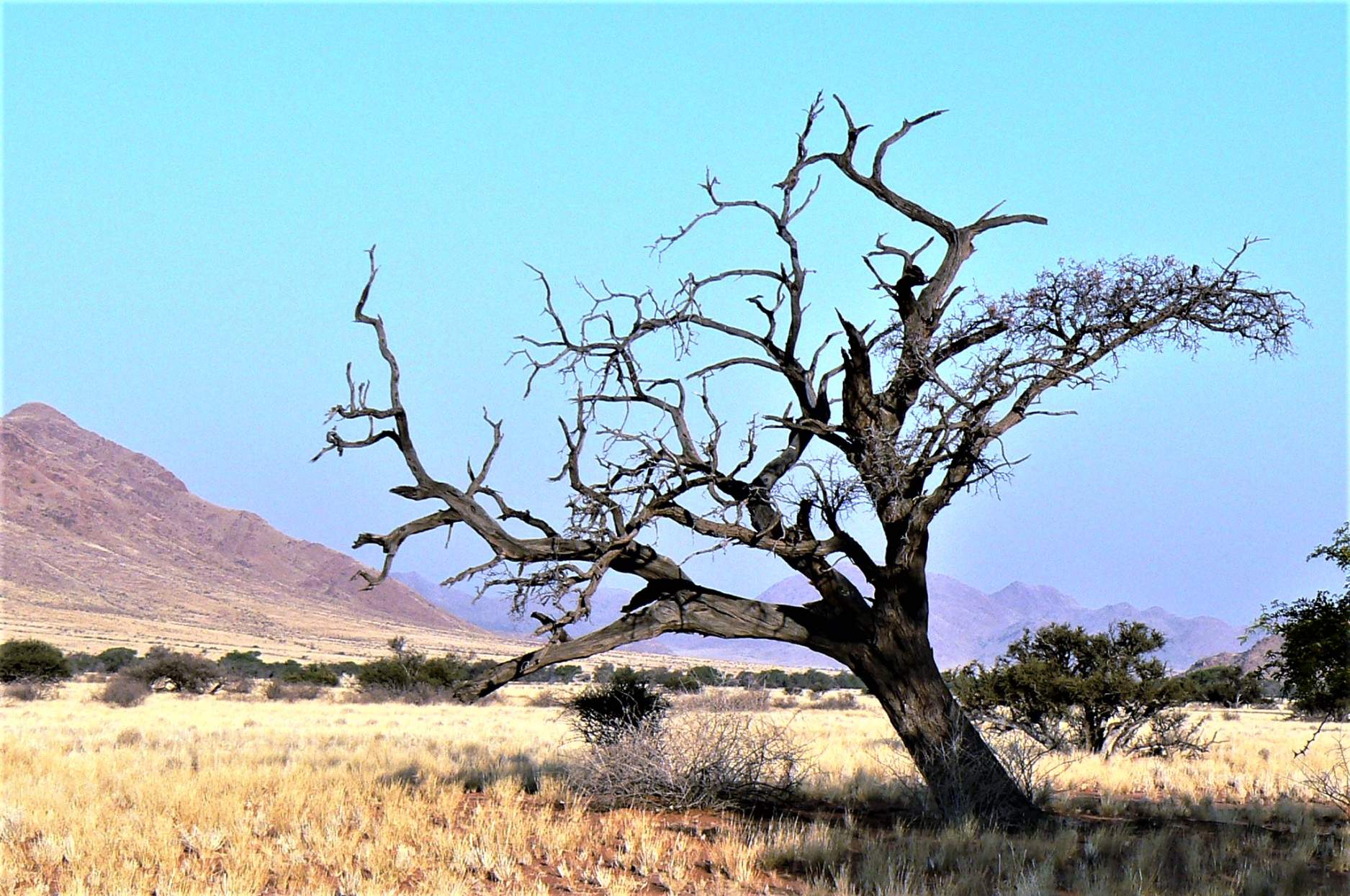 Solve Desert in Namibia jigsaw puzzle online with 150 pieces