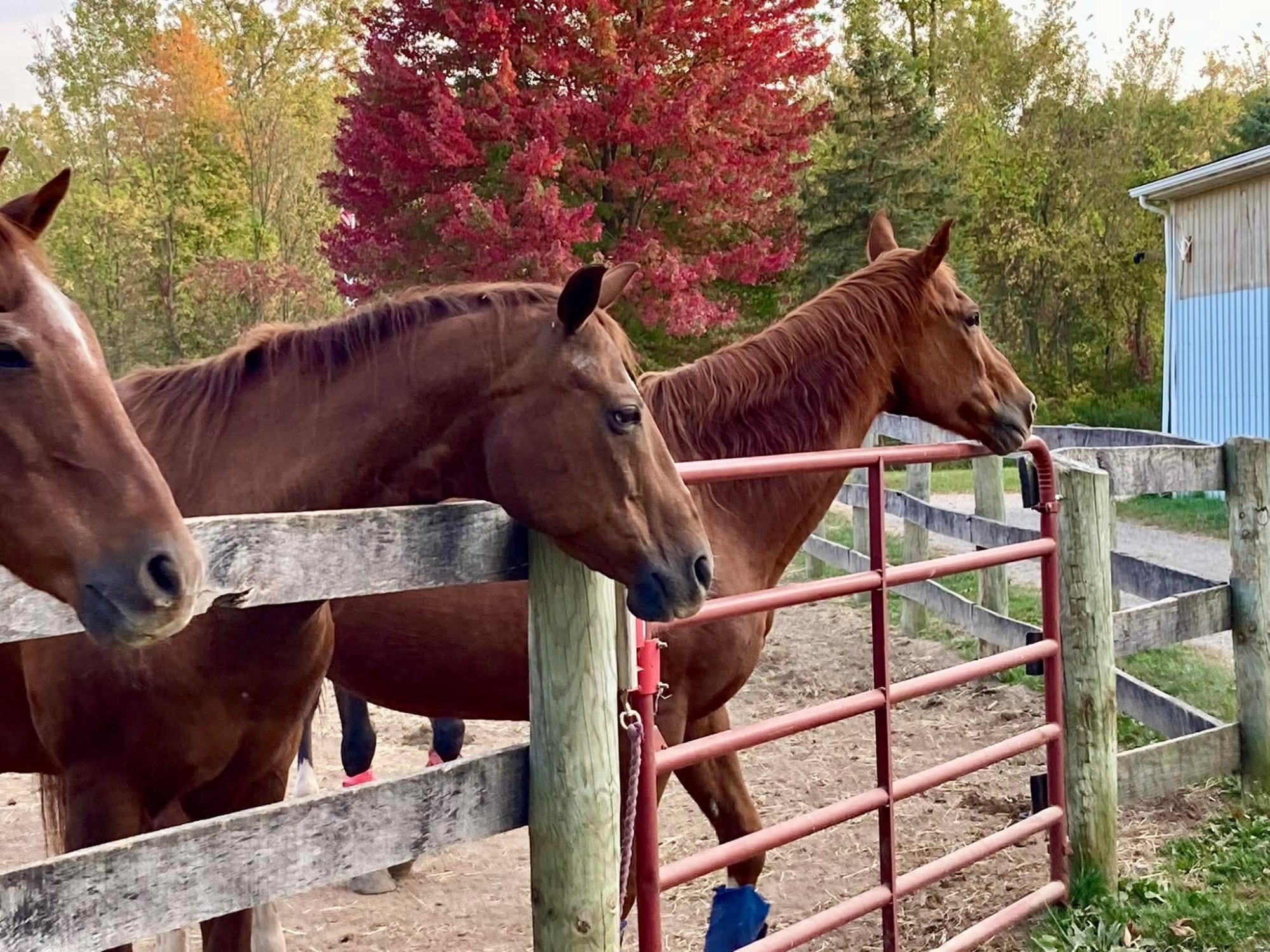Solve A Beautiful Day at the Devoted Barn Farm jigsaw puzzle online ...