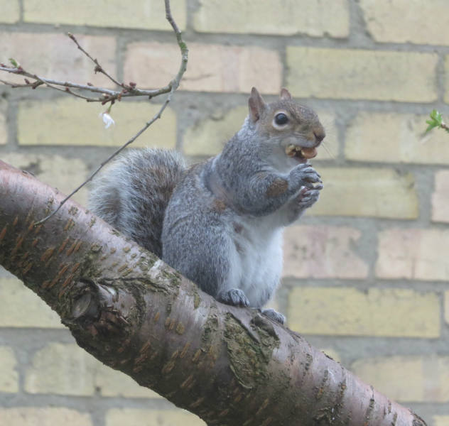 Solve Squirrel jigsaw puzzle online with 9 pieces