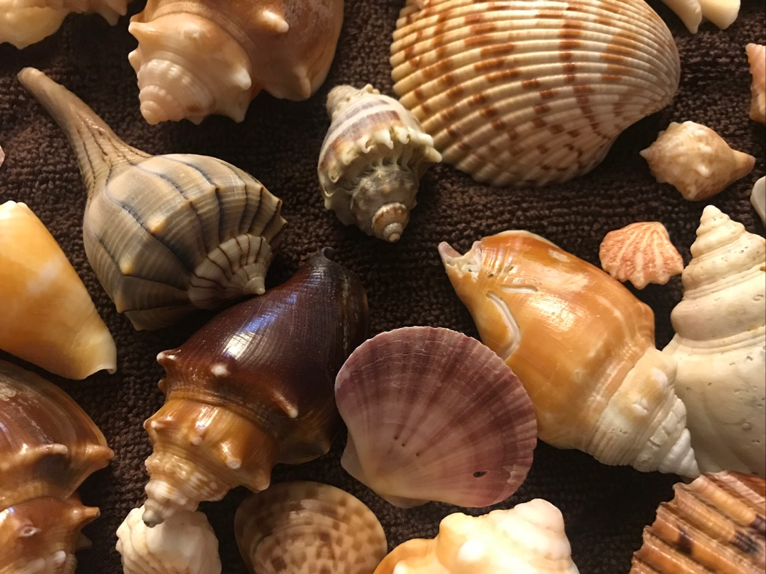 Solve Sanibel Island Shells jigsaw puzzle online with 35 pieces