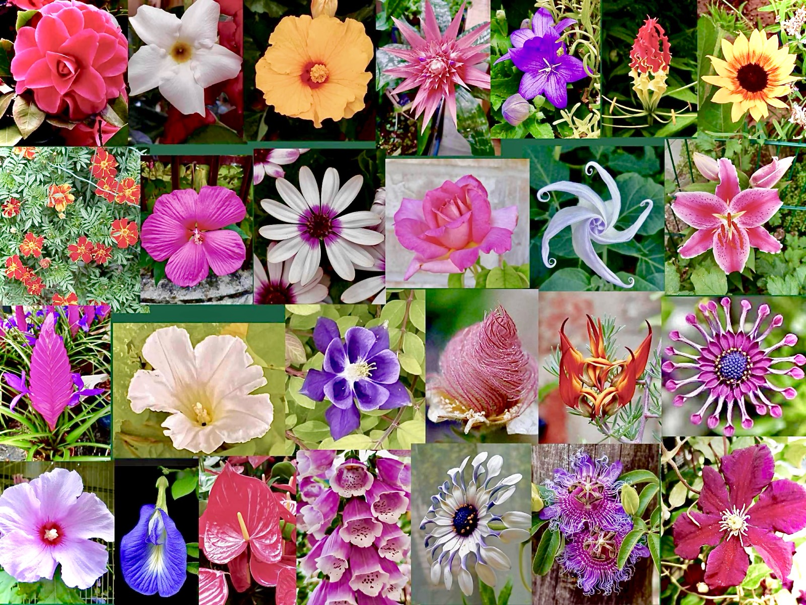 Jigsaw Puzzle | 300 pieces | Flowers from my neighborhood | Jigidi