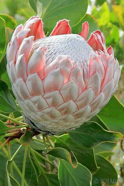 Solve Magnificient South African King Protea. jigsaw puzzle online with ...