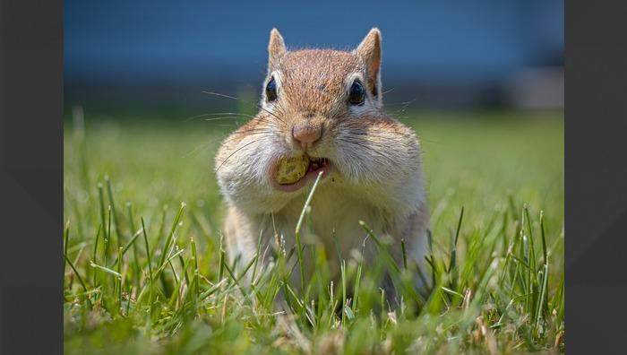 Solve Chipmunk jigsaw puzzle online with 15 pieces