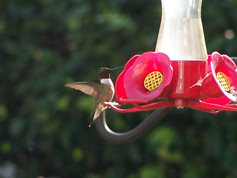 Solve Hummer at the feeder jigsaw puzzle online with 12 pieces
