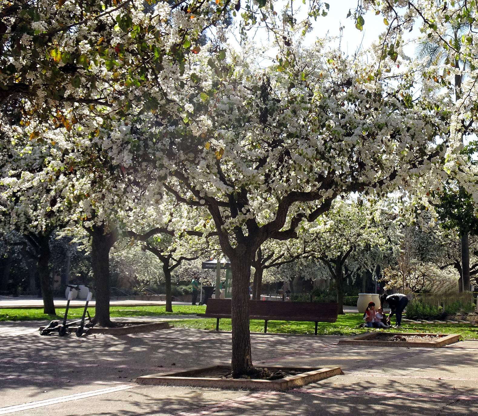 Solve Balboa Park - Ornamental Pear Trees jigsaw puzzle online with 143 ...