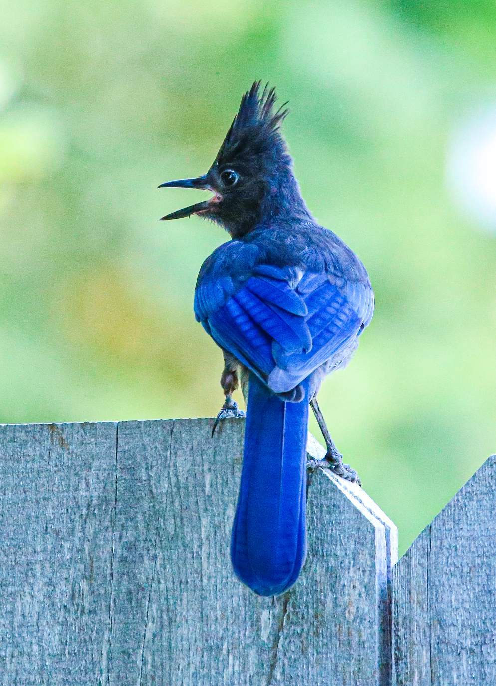 Solve BLUE JAY WAY jigsaw puzzle online with 88 pieces