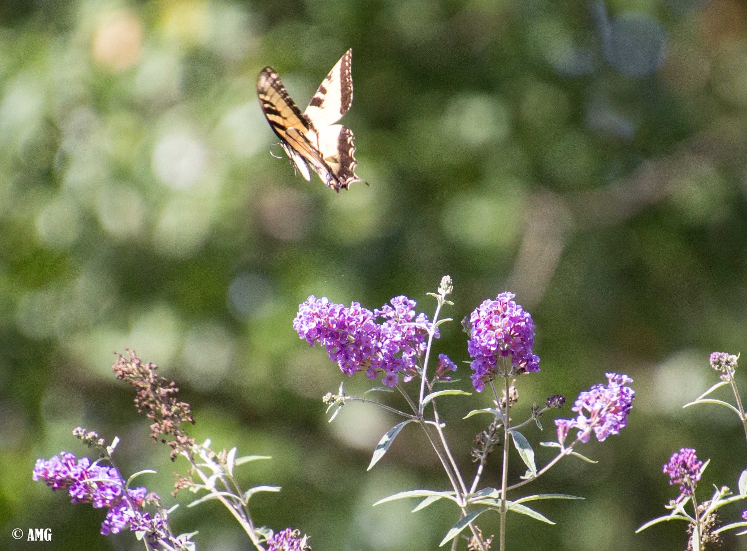 Solve Bye, bye, Butterfly jigsaw puzzle online with 12 pieces