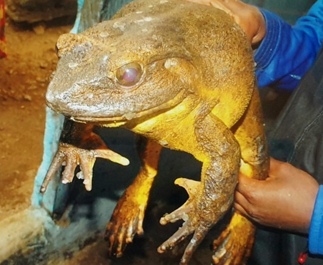 Solve THE GOLIATH FROG jigsaw puzzle online with 30 pieces