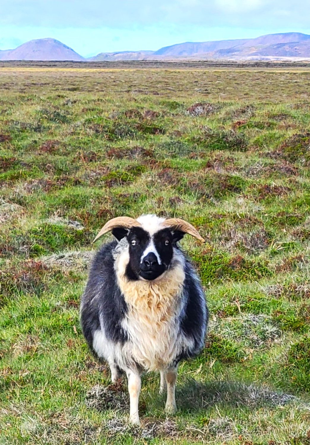 Solve Rogue Sheep Reykjanes Peninsula Iceland 3 Jigsaw Puzzle Online With 70 Pieces