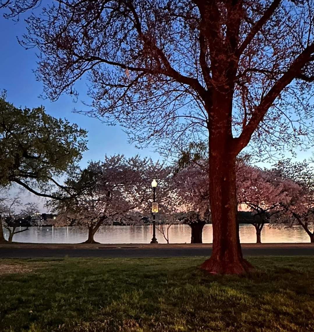 Solve Cherry Trees on the Tidal Basin, Washington, DC jigsaw puzzle ...