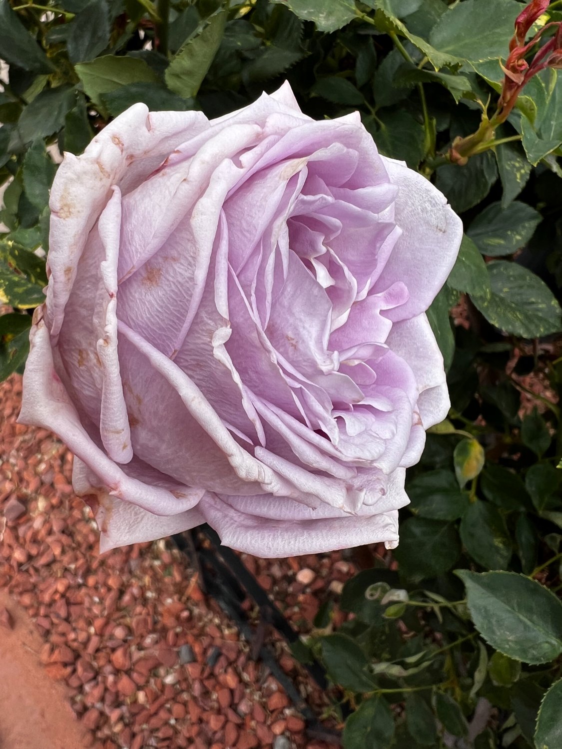 Solve rose jigsaw puzzle online with 108 pieces