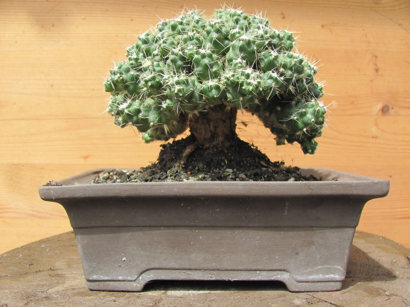 Solve Sukulentní bonsai. jigsaw puzzle online with 88 pieces