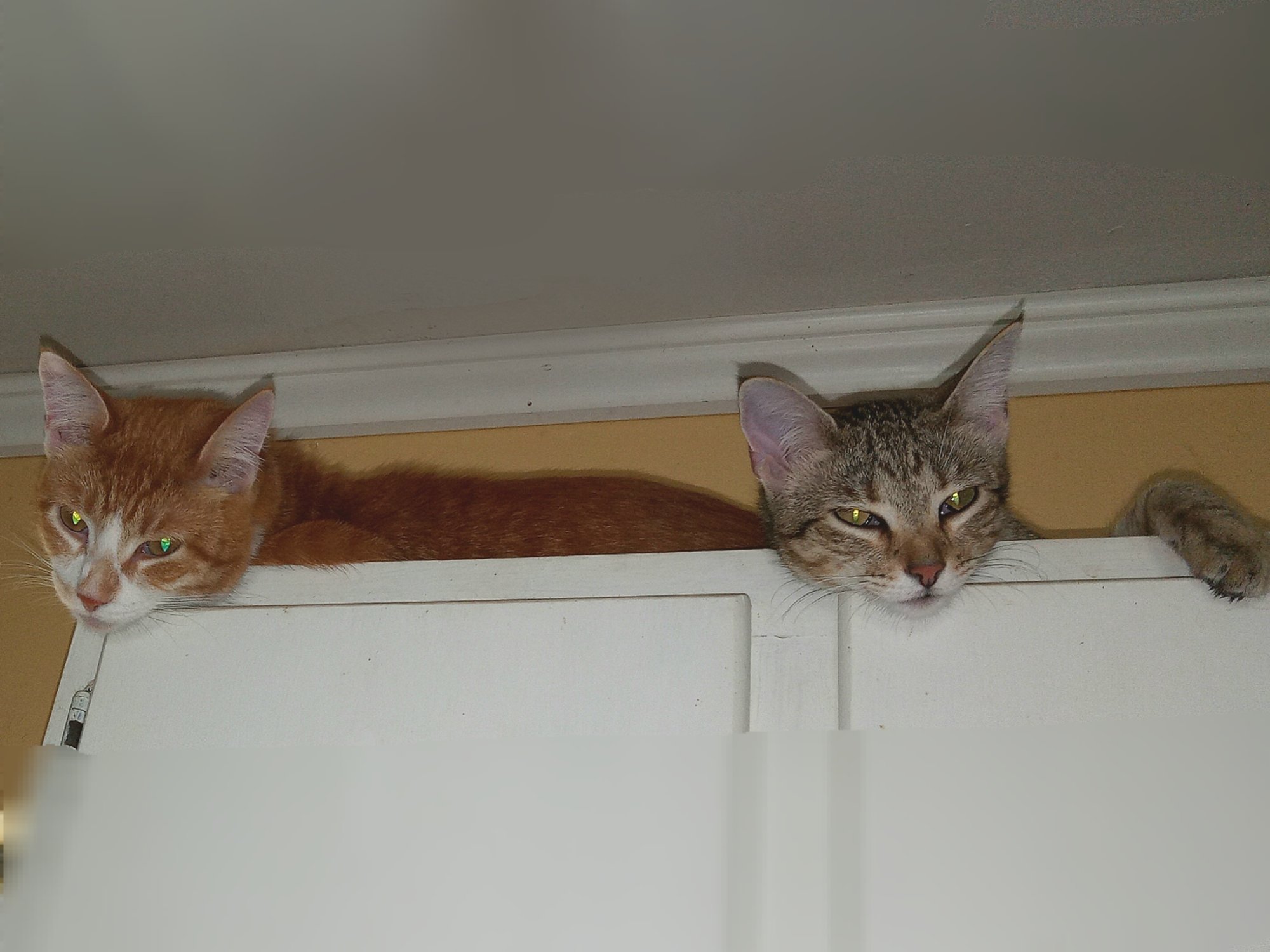 Solve Cheeto and Bambina on the kitchen cupboards jigsaw puzzle online ...