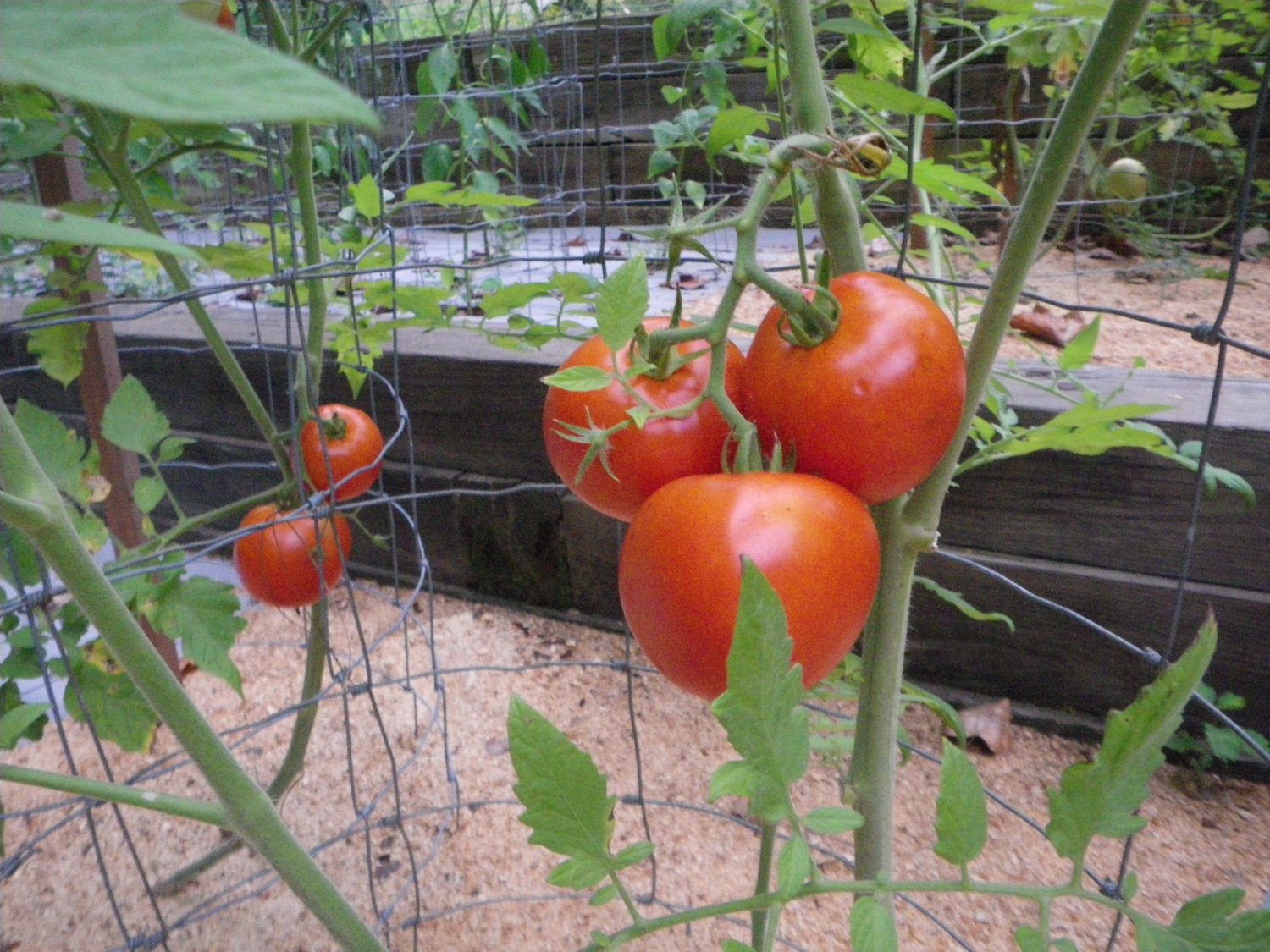 Solve Tomatoes galore jigsaw puzzle online with 30 pieces
