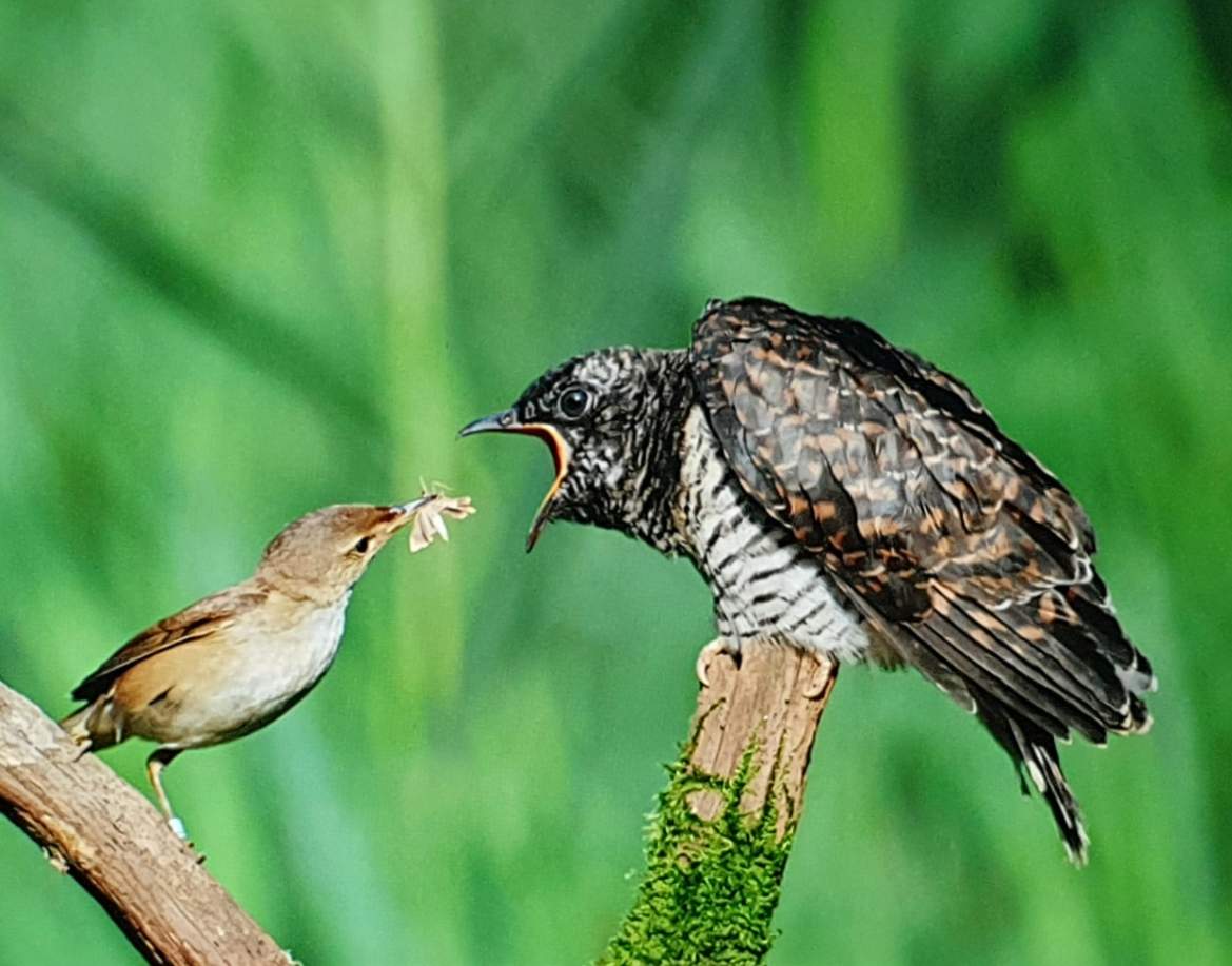 Solve HUGE BABY CUCKOO BIRD jigsaw puzzle online with 20 pieces