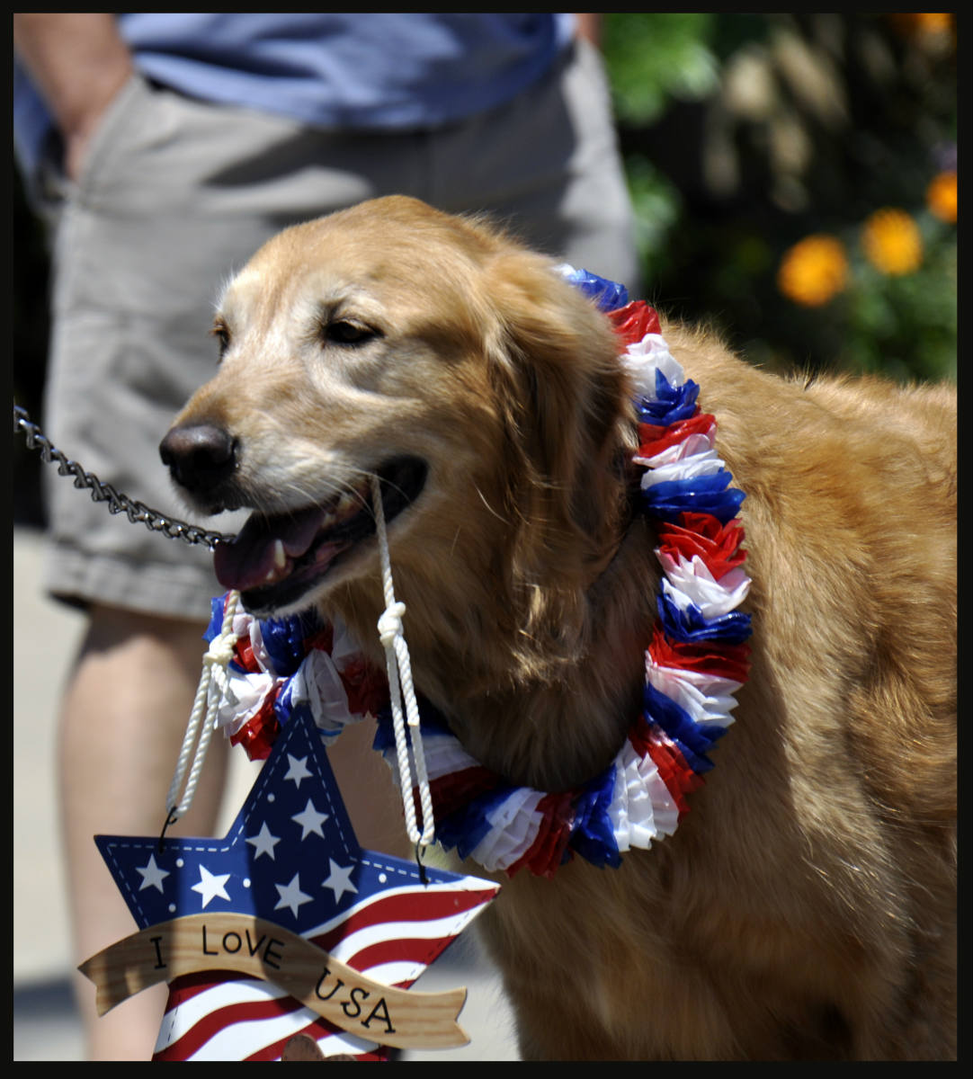 Solve patriotic dog jigsaw puzzle online with 132 pieces