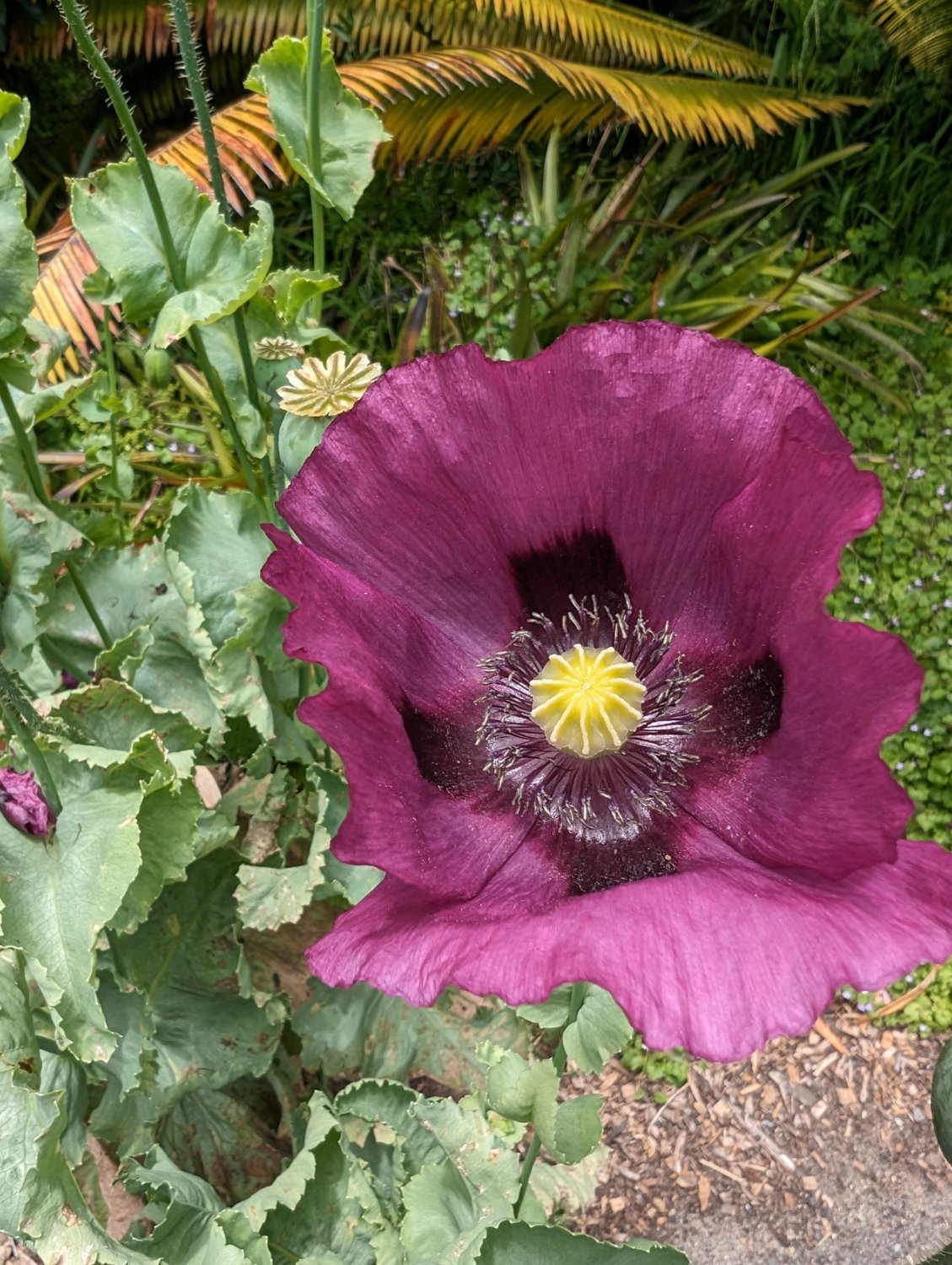 Solve unusual poppy jigsaw puzzle online with 99 pieces