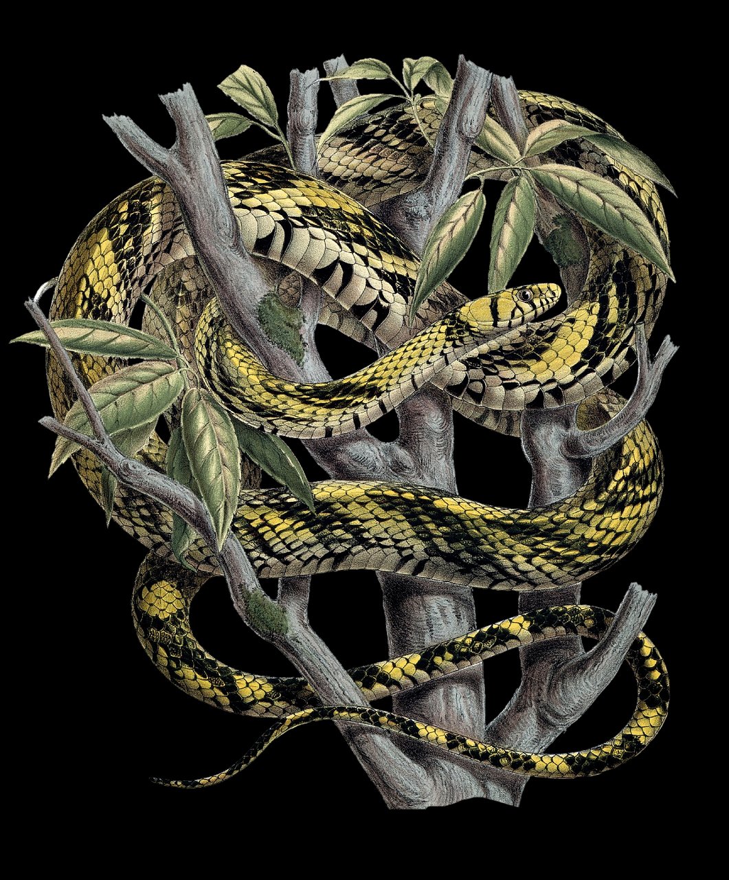 Solve Snake jigsaw puzzle online with 270 pieces