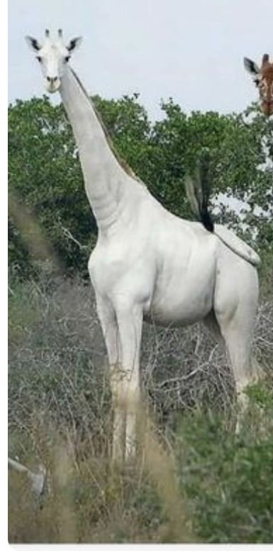 Solve albino Giraffe jigsaw puzzle online with 36 pieces