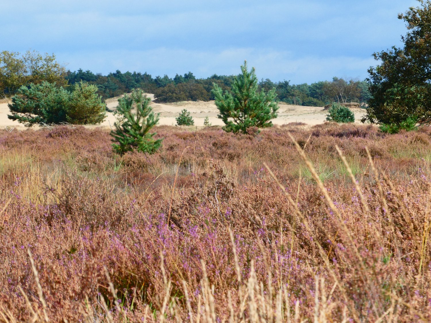 Solve Series Camping in September 2024, near Loonse en Drunense Duinen ...