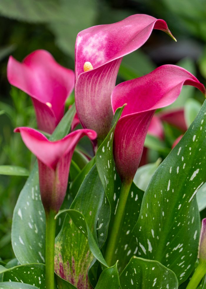 Solve Calla-lily jigsaw puzzle online with 70 pieces Solve Calla-lily jigsaw puzzle online with 70 pieces