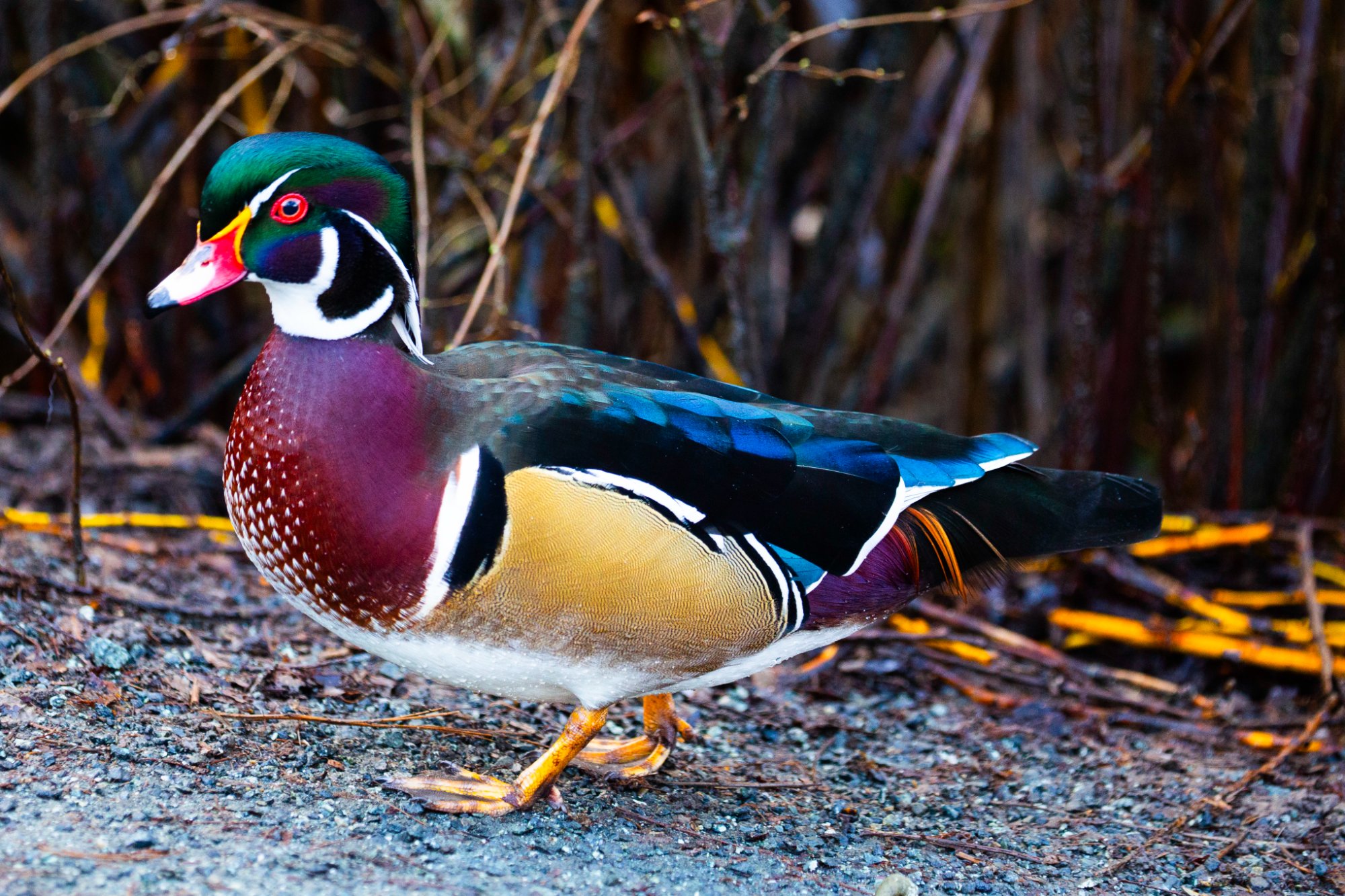Jigsaw Puzzle | 126 pieces | A male wood duck at King's Pond in ...