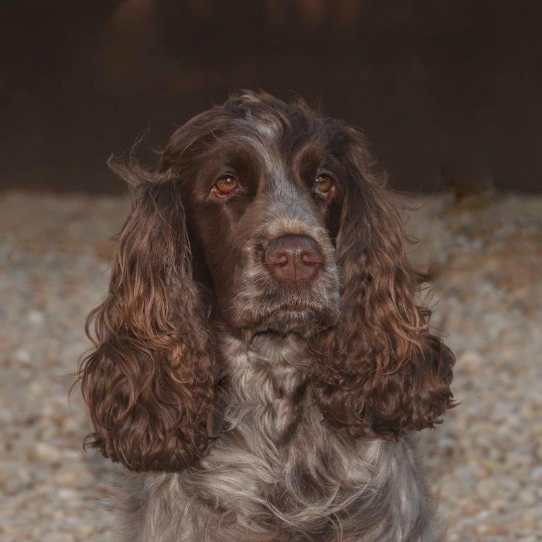 Solve Series Spain: 'Lady' Evy, the Cocker Spaniel of Yvonne and Thom ...