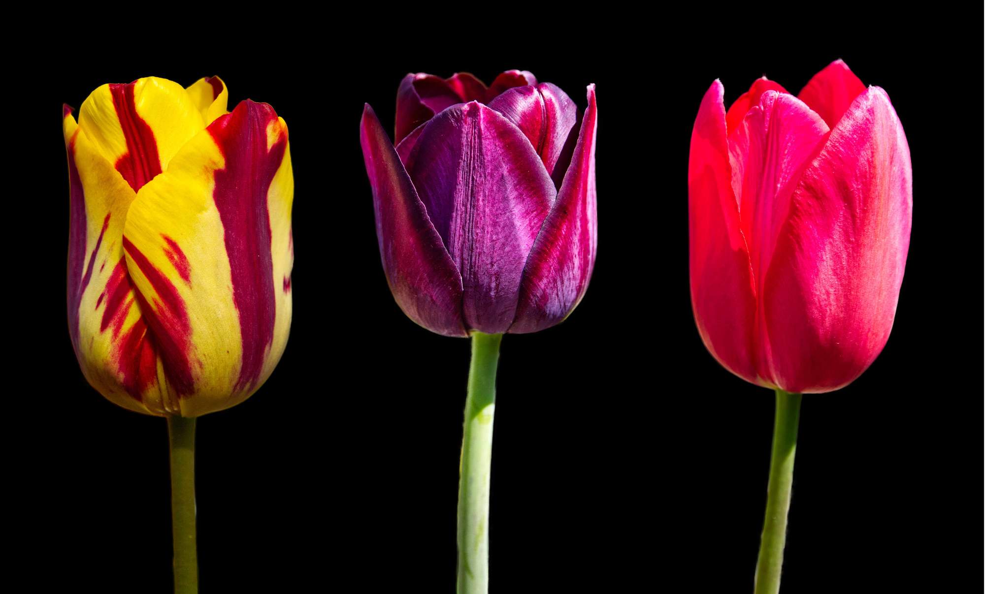 Solve three tulips jigsaw puzzle online with 299 pieces