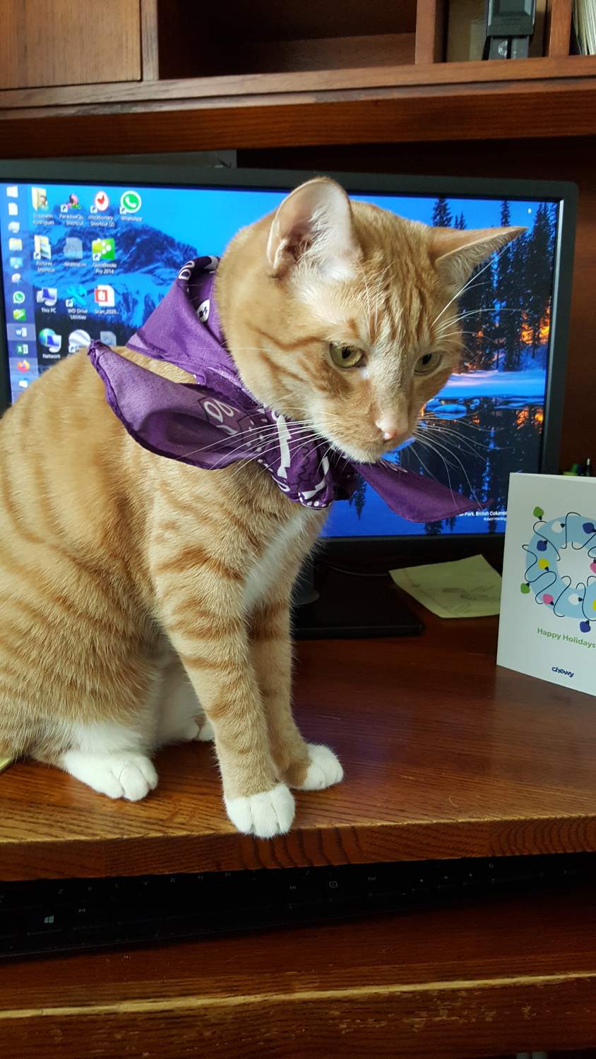 Solve Big Red Knucklehead jigsaw puzzle online with 350 pieces