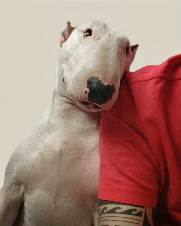 Solve Bull Terrier jigsaw puzzle online with 12 pieces