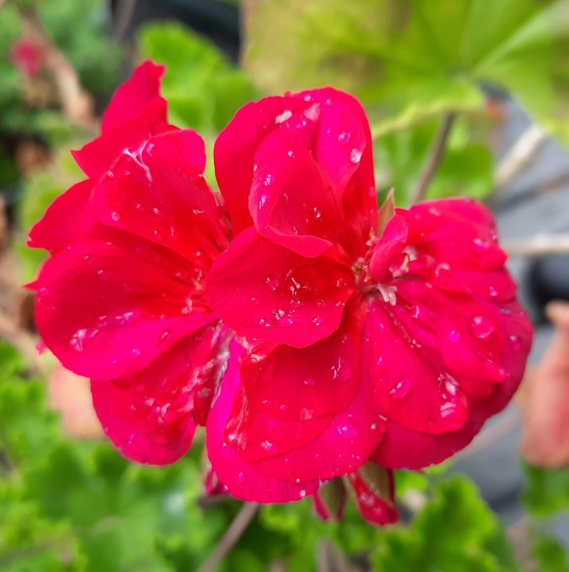 Solve Bright pink geranium jigsaw puzzle online with 81 pieces