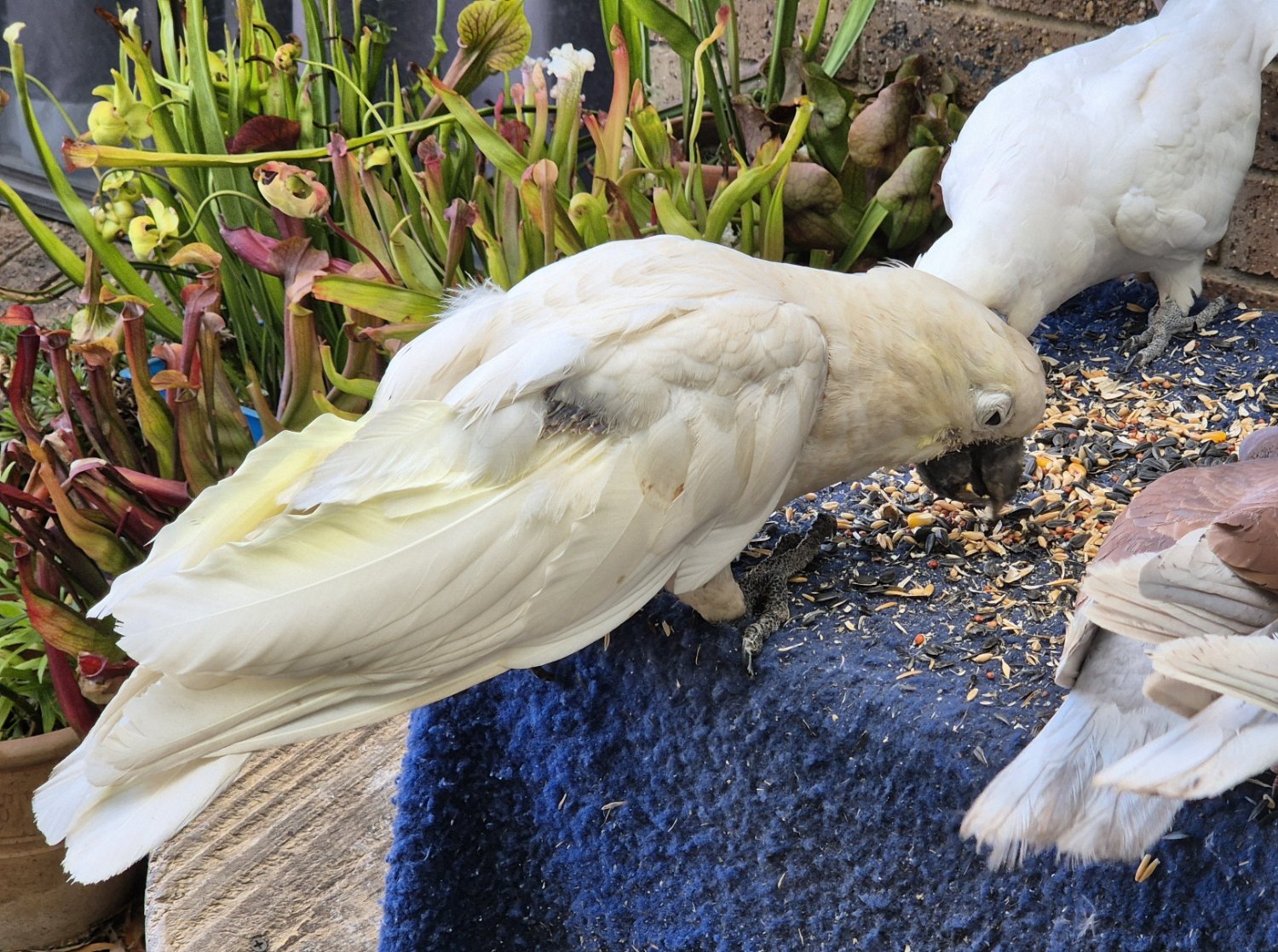 Solve Broken Beak Guy jigsaw puzzle online with 24 pieces