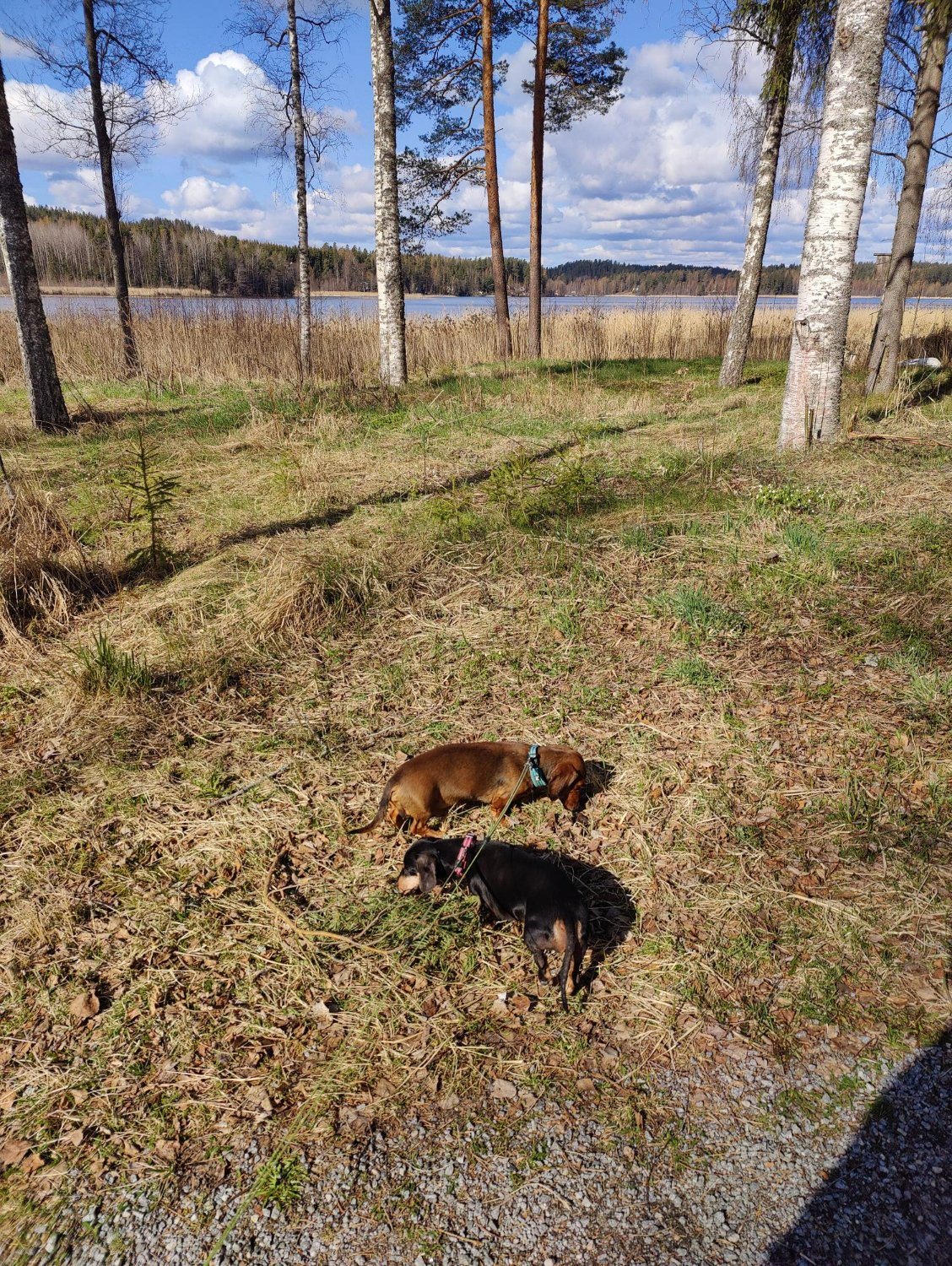 Solve Ossin tusina 8 jigsaw puzzle online with 221 pieces