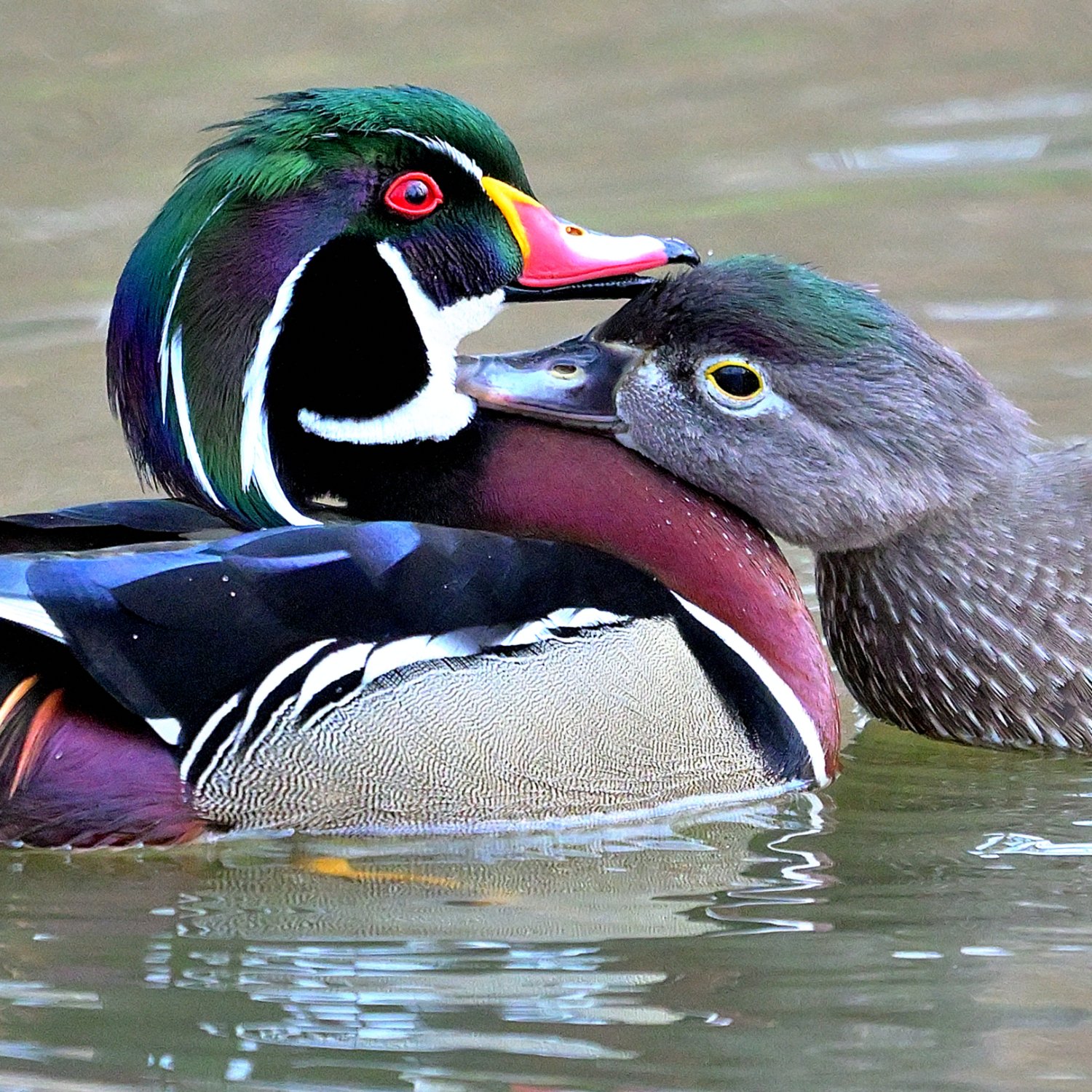 Solve Wood ducks DSC_5179 jigsaw puzzle online with 121 pieces