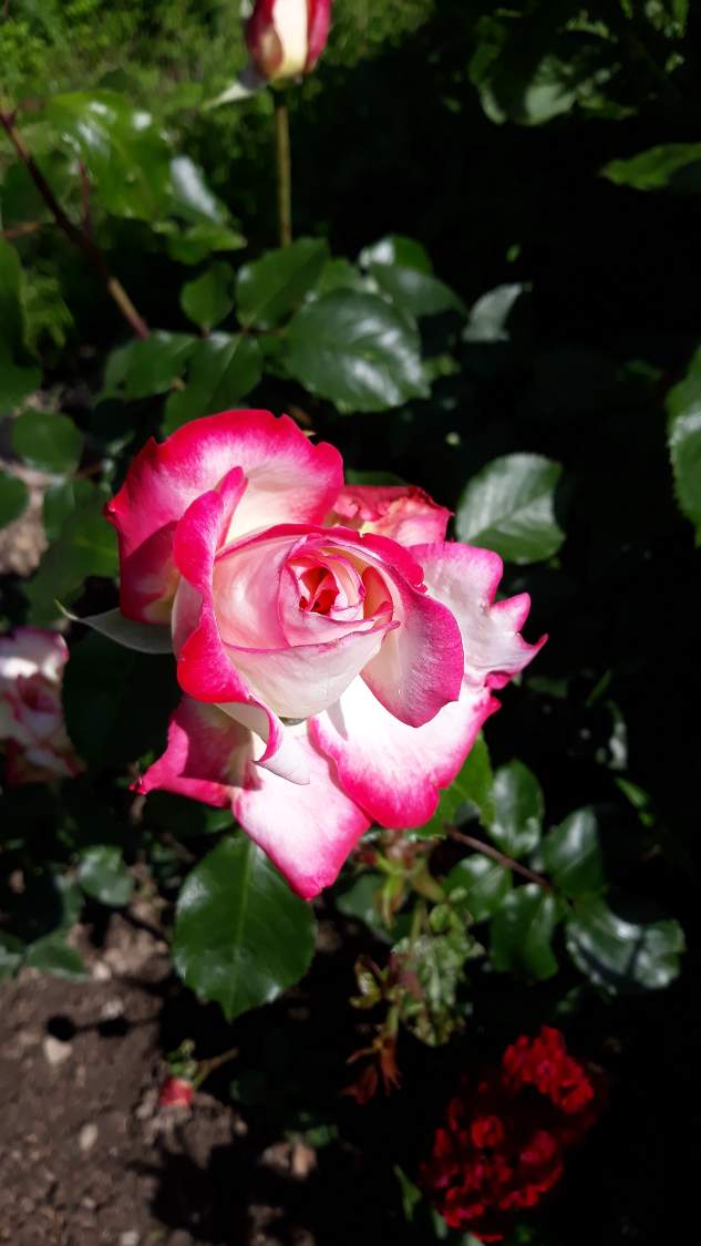 Solve Moje růže jigsaw puzzle online with 28 pieces