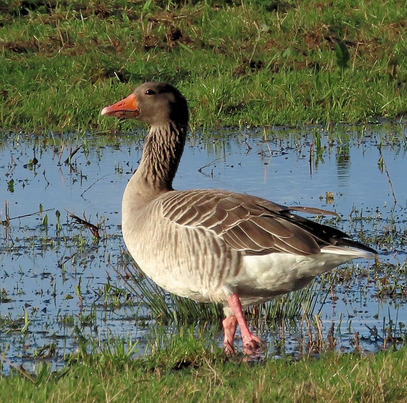 Solve greylag goose (grauwe gans) jigsaw puzzle online with 64 pieces