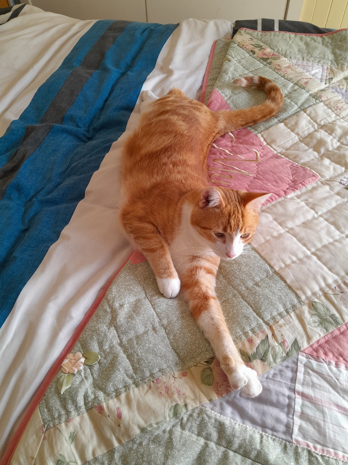Solve Plenty of room on this bed. jigsaw puzzle online with 48 pieces
