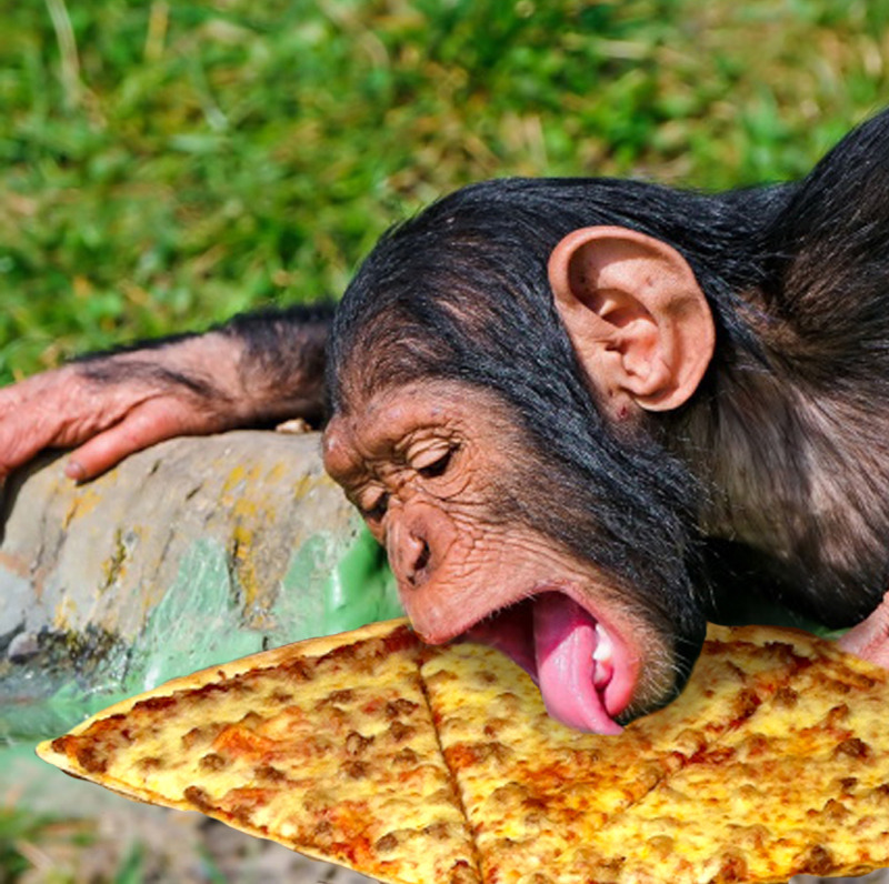 Solve Chimpanzees like pizza jigsaw puzzle online with 25 pieces