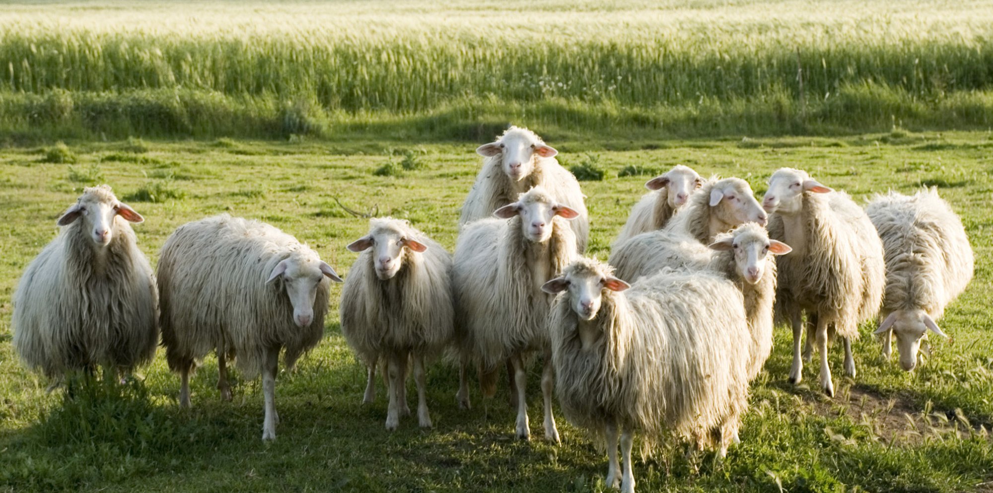 Solve Pecore Sarde jigsaw puzzle online with 594 pieces